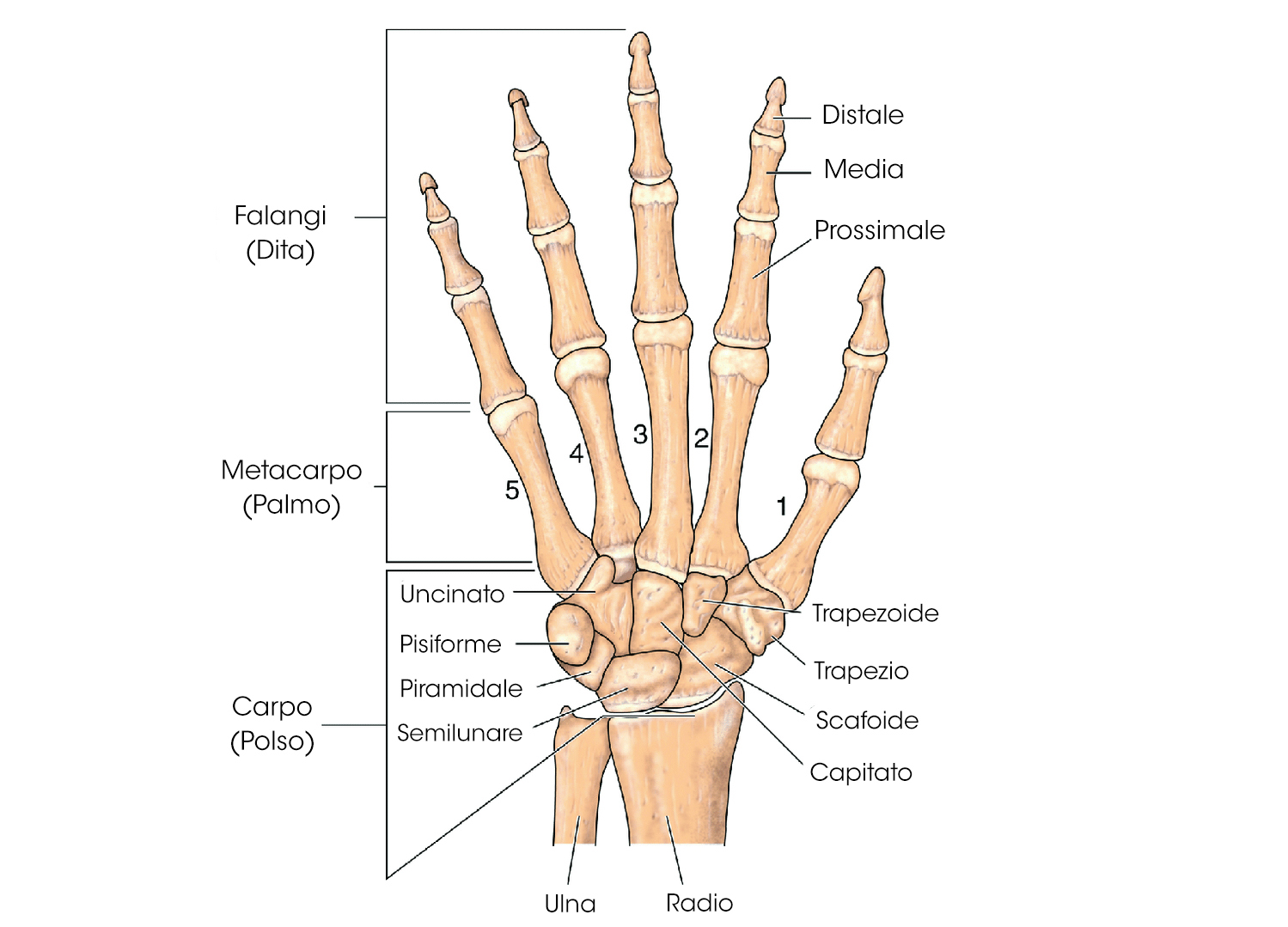Anatomia Delle Ossa Della Mano La Mano Cure Per E Patologie